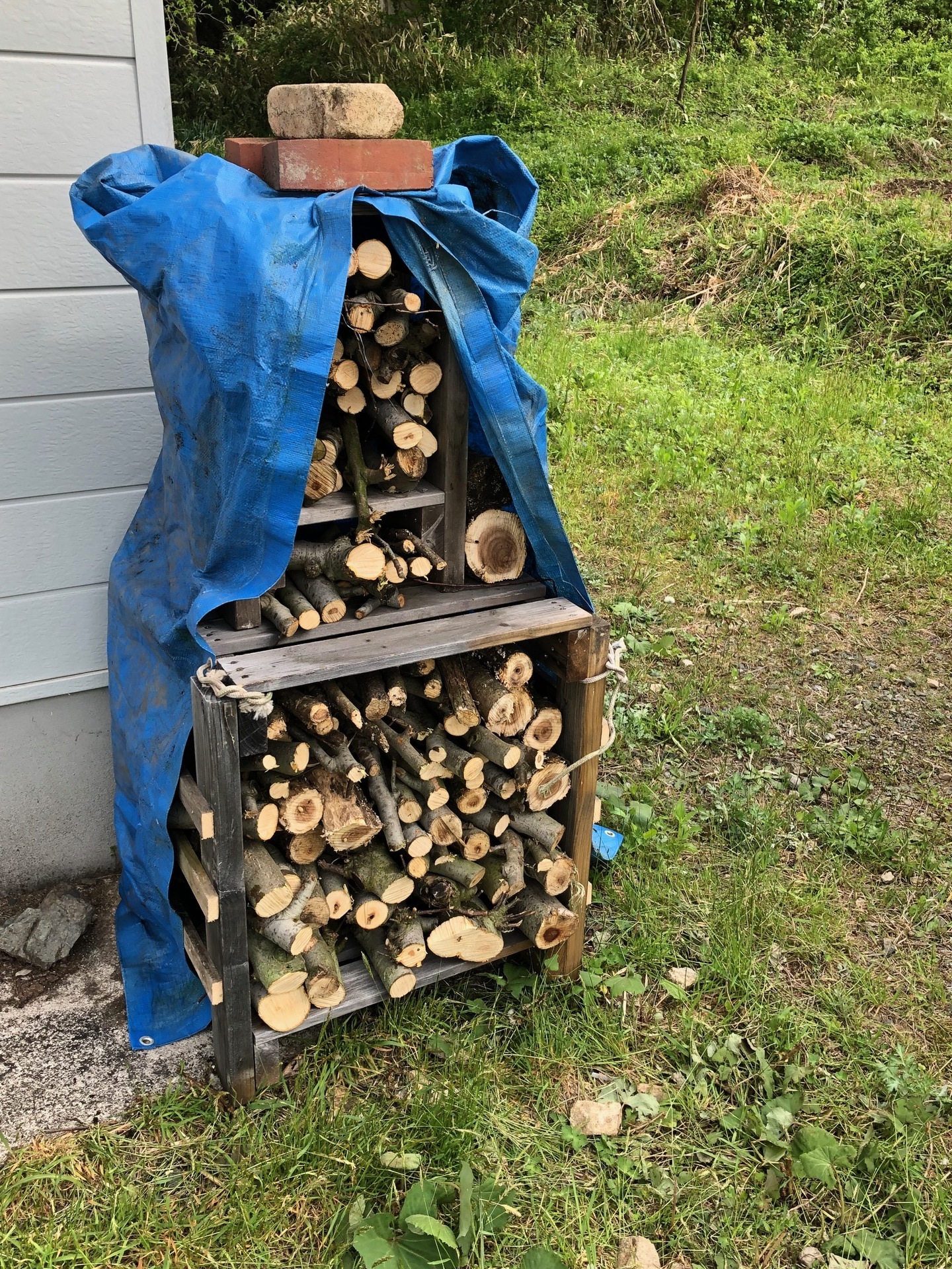 5月のイベント ～次女待望の新作ゲーム～: とりりあすりーと